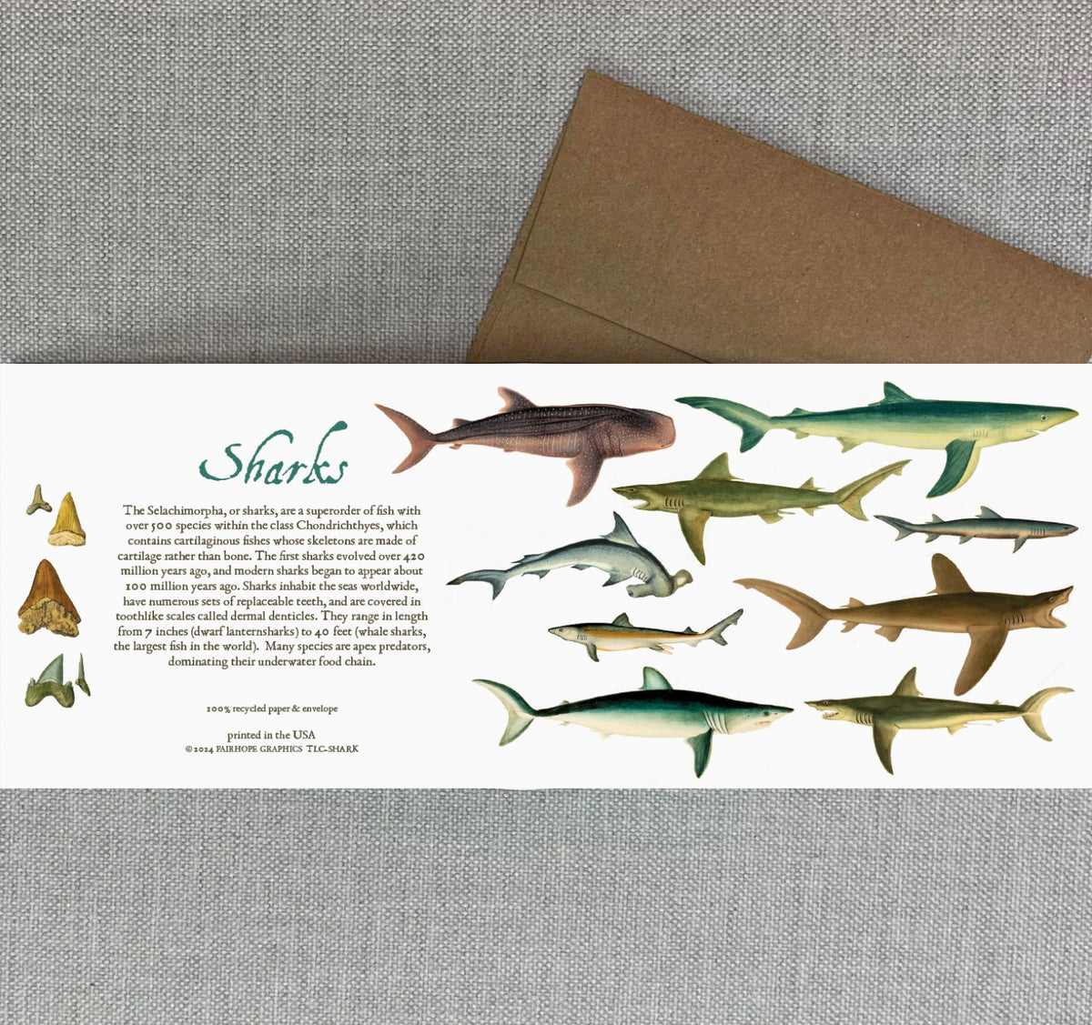 Sharks Card – Princeton University Art Museum Store